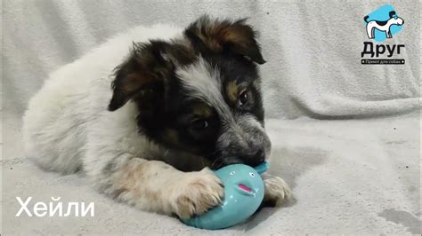 Ищем дом милым щенятам Youtube