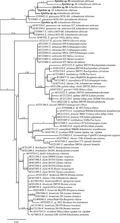 Phylogeny Derived From The Maximum Likelihood Ml Analysis Of Tefa