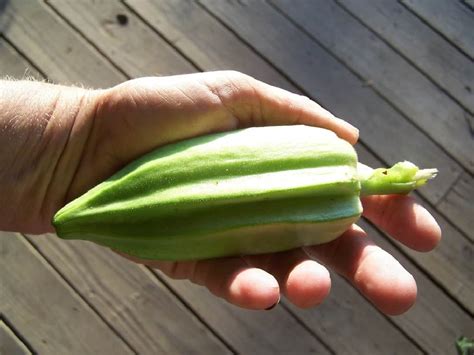 What To Do With Large Overgrown Okra Can You Still Eat Them
