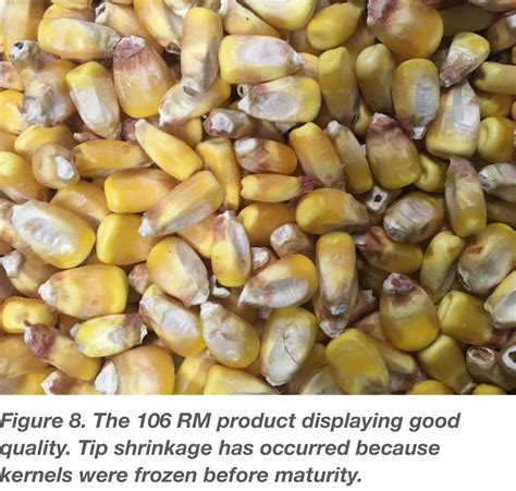 Corn Relative Maturities And Response To Delayed Planting Crop Science Us