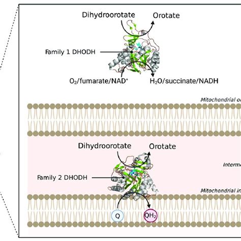 Schematic Overview Of The Locations And Reactions Of Both Dhodh
