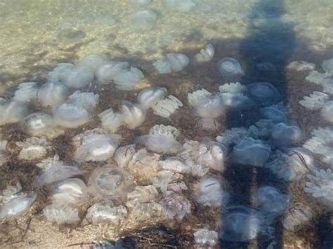 Нашествие медуз на популярном курорте шокировало укрианцев (ВИДЕО ...