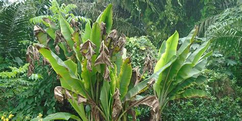 Remote Sensing Models To Enhance Banana Bunchy Top Virus Bbtv Surveillance In Africa Cgiar