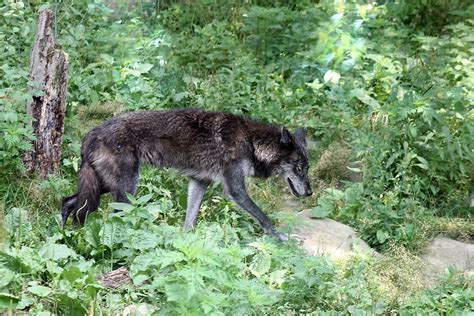 Apex Predators Serve Important Role In Ecosystem Gilroy Dispatch Gilroy California