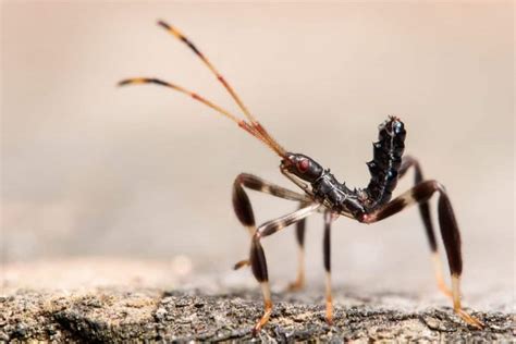 Are Leaf Footed Bugs Harmful To Humans Gardening Dream