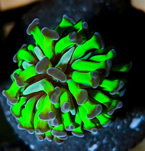 Indo Neon Green Hammer Wysiwyg Purple Tip Branching Euphyllia