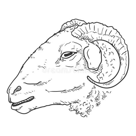 Vector Sketch Ram Head Illustration Stock Vector Illustration Of Line Single 175183604