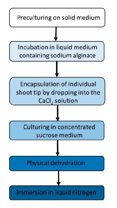 Schematic Diagram Of The Encapsulation Dehydration Cryopreservation Method Download