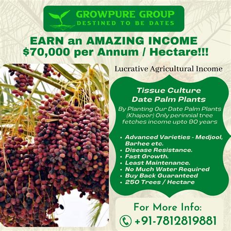Growpure Group Of Companies India And Overseas Tissue Culture Date Palm