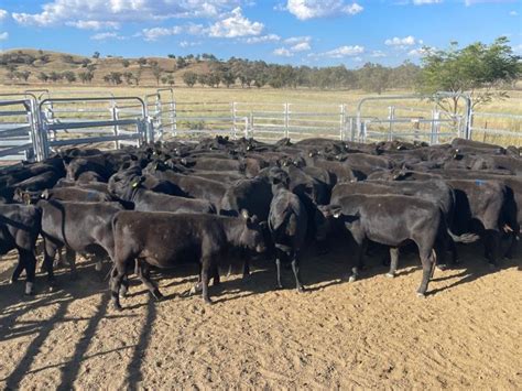 Lot 648 84 Mixed Sex Backgrounders Auctionsplus