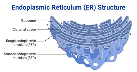 Endoplasmic Reticulum Er Structure And Functions
