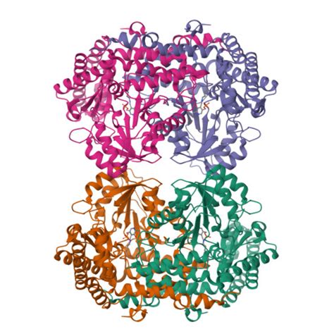 Rcsb Pdb 9cg8 Crystal Structure Of The P285s Variant Of Serine Hydroxymethyltransferase 8