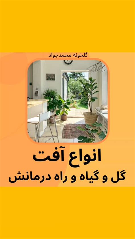 Pothos Plant Pests And Diseases