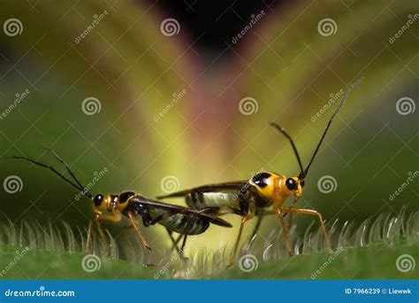 Mirid Bug Macro Mating Stock Image Image Of Fauna Flora 7966239