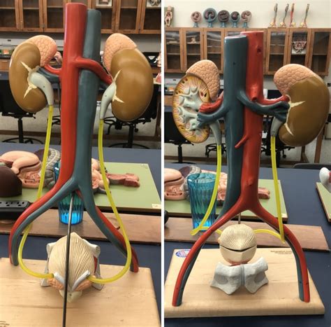 Urinary System Model Diagram Quizlet