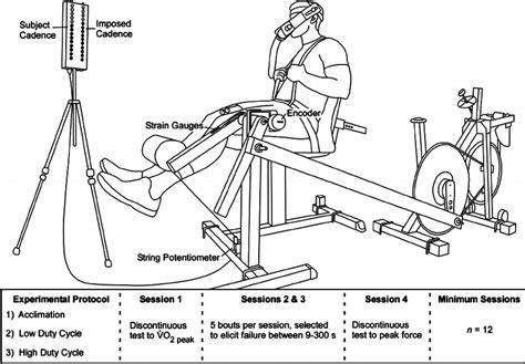 The Custom Ergometer Assessed Force Application Via Strain Gauges And