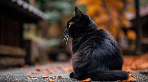 Black Cat Facing Outside In A Sunny Street With Autumn Leaves