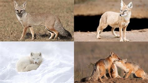 Types Of Foxes A Guide To Natures Diverse And Stunning Species