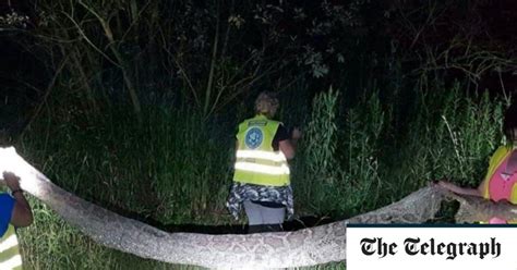 Drones Brought In To Help Hunt Six Meter Python On The Loose Near Warsaw