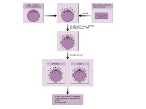 Ppt Classical Genetics Powerpoint Presentation Free Download Id