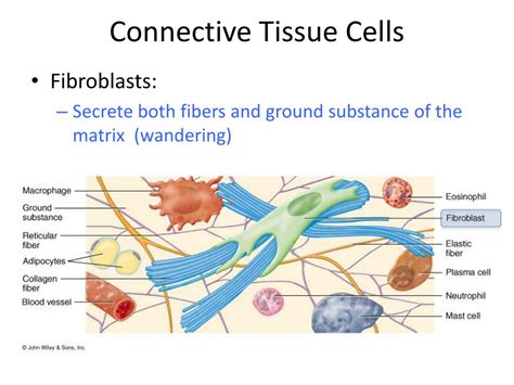 PPT Connective Tissue PowerPoint Presentation Free Download ID