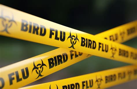 A Failing Response To Bird Flu Is Hurting Farmers And Consumers Fox News