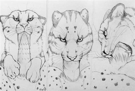 Rule 34 Ambiguous Gender Animal Genitalia Animal Penis Barbed Penis