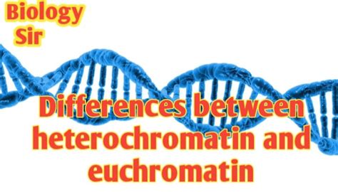 Differences Between Heterochromatin And Euchromatin Biologysir