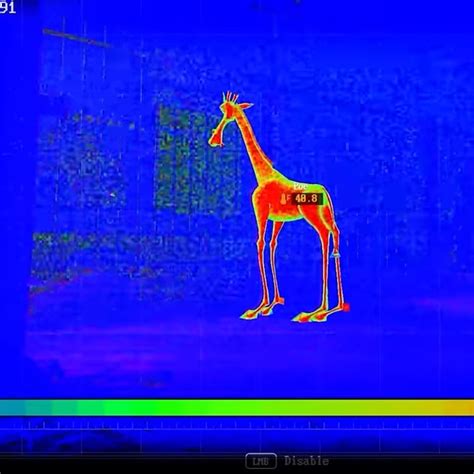 Giraffe Youtube