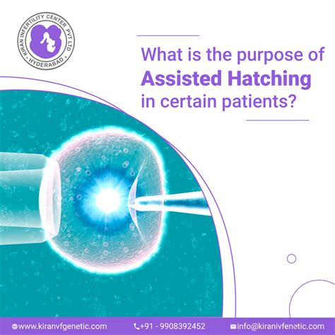 What Is The Purpose Of Assisted Hatching Kiran Ivf Genetic