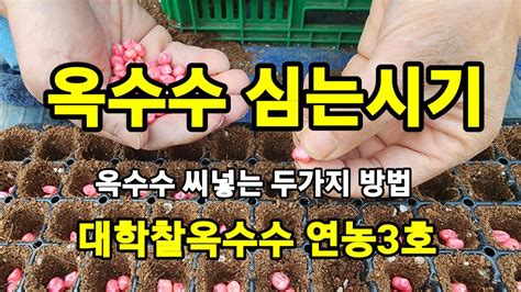 옥수수 심는시기 씨넣는방법 대학찰옥수수 씨앗파종기 괴산대학찰옥수수 옥수수 심는시기 Youtube