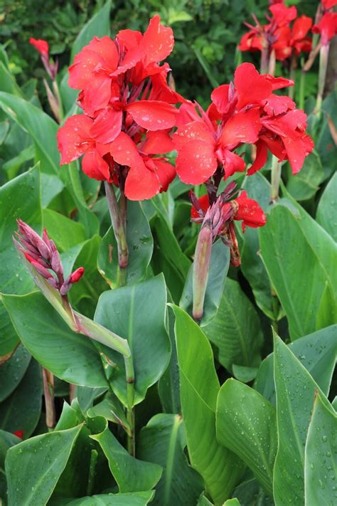 Cannas Flowers Canna Lily Cannova® Rose Calgary Plants