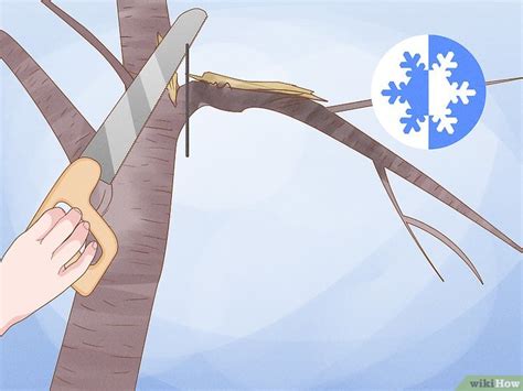 How To Prune A Cherry Tree Heading Scaffolding Pruning