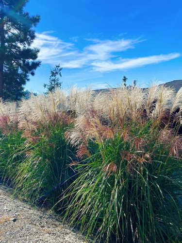 Huron Star Maiden Grass Giant Lake City Grasses