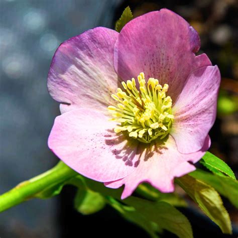 What The Hellebores Fiddleheads Garden Center