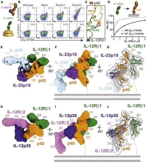 Structural Basis For Il 12 And Il 23 Receptor Sharing Reveals A Gateway