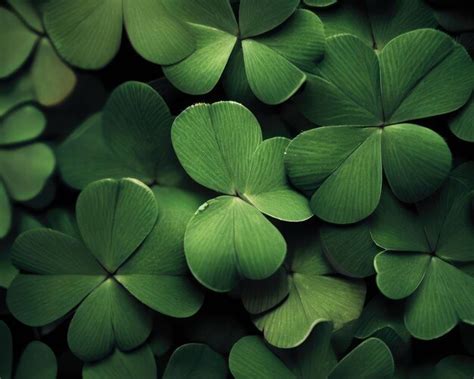 Premium Ai Image Clover Texture