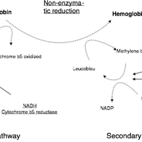 Pathways Of Methemoglobin Reduction 10 Nad Nicotinamide Adenine