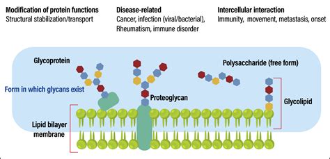 Playing A Crucial Role In Metabolism Could Glycans Hold The Key To