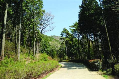 시즌특집 상춘심산賞春尋山 산림욕 명산ㅣ③ 창원 장복산 편백숲 진해드림로드 둘레길 주변이 온통 숲