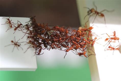 army ants build living bridges earth earthsky