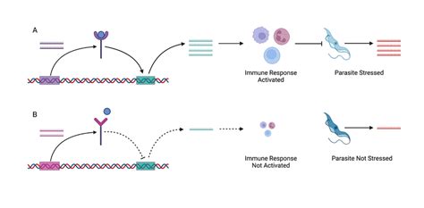 A Diagram Illustrating How A Polymorphism In A Causal Gene Can Cause