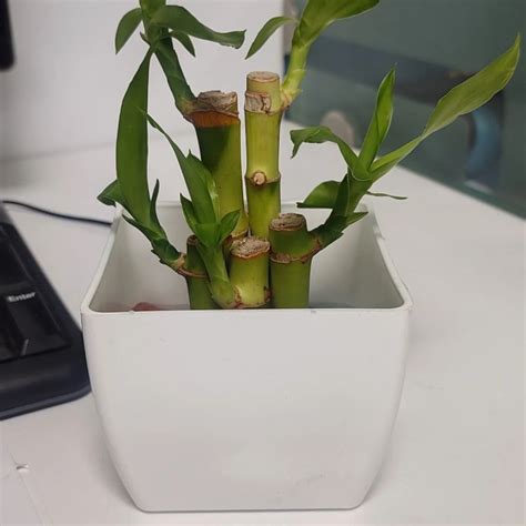 Savareesan Kaliyappan On Linkedin Mindset Pencildrawing Liveart