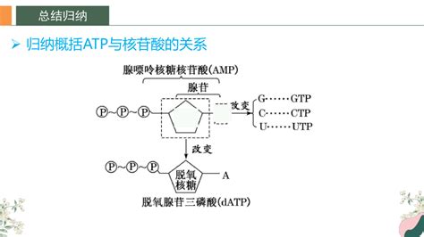 2024届高考生物一轮复习细胞的能量“货币”atp 共27张ppt 21世纪教育网 二一教育