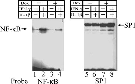 Conditional and specific NF κB blockade protects pancreatic beta cells from diabetogenic agents