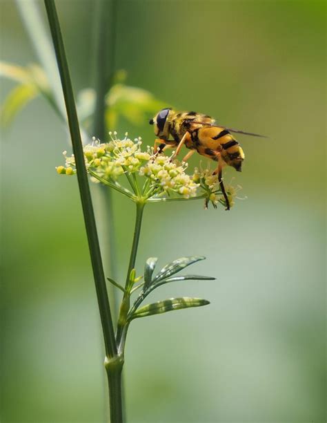 悬停飞 昆虫 解析 Pixabay上的免费照片 Pixabay