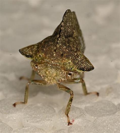Treehopper BugGuide Net