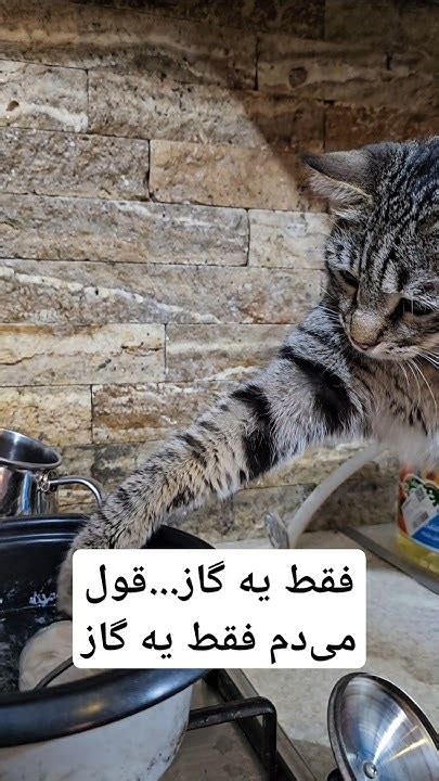 فقط یه مرغ کوچولو بود 😭 Cat Shorts Cute Funny Youtube