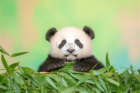 대나무를 먹는 팬더 사진 무료 다운로드 Lovepik