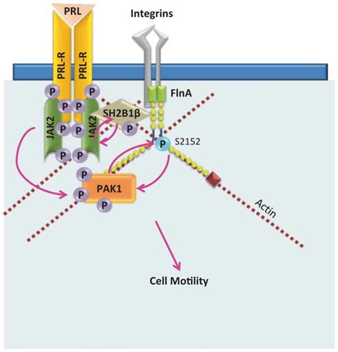 Tyrosyl Phosphorylated Serine Threonine Kinase Pak1 Is A Novel Regulator Of Prolactin Dependent